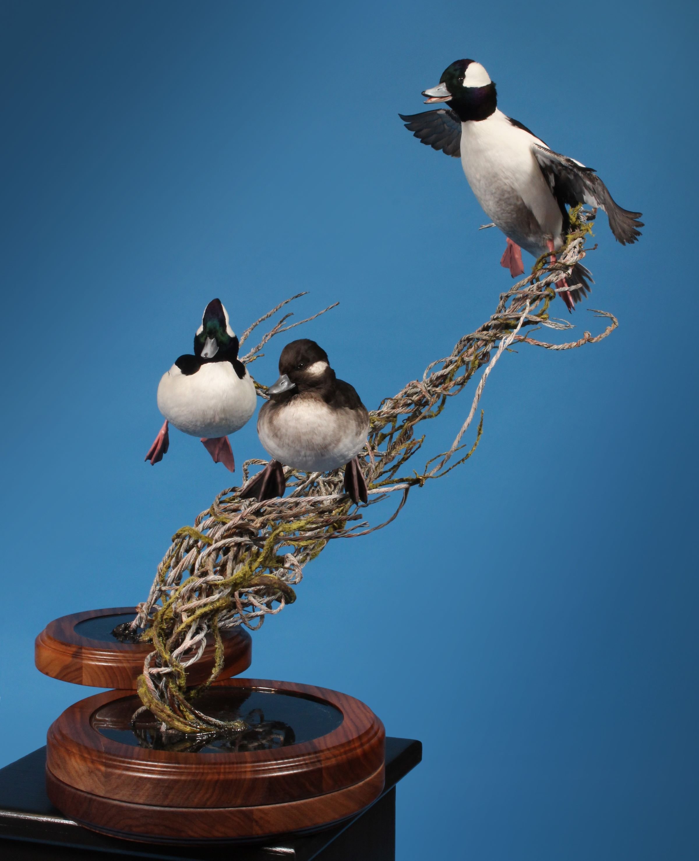 Ducks, Diving — Showpiece Taxidermy