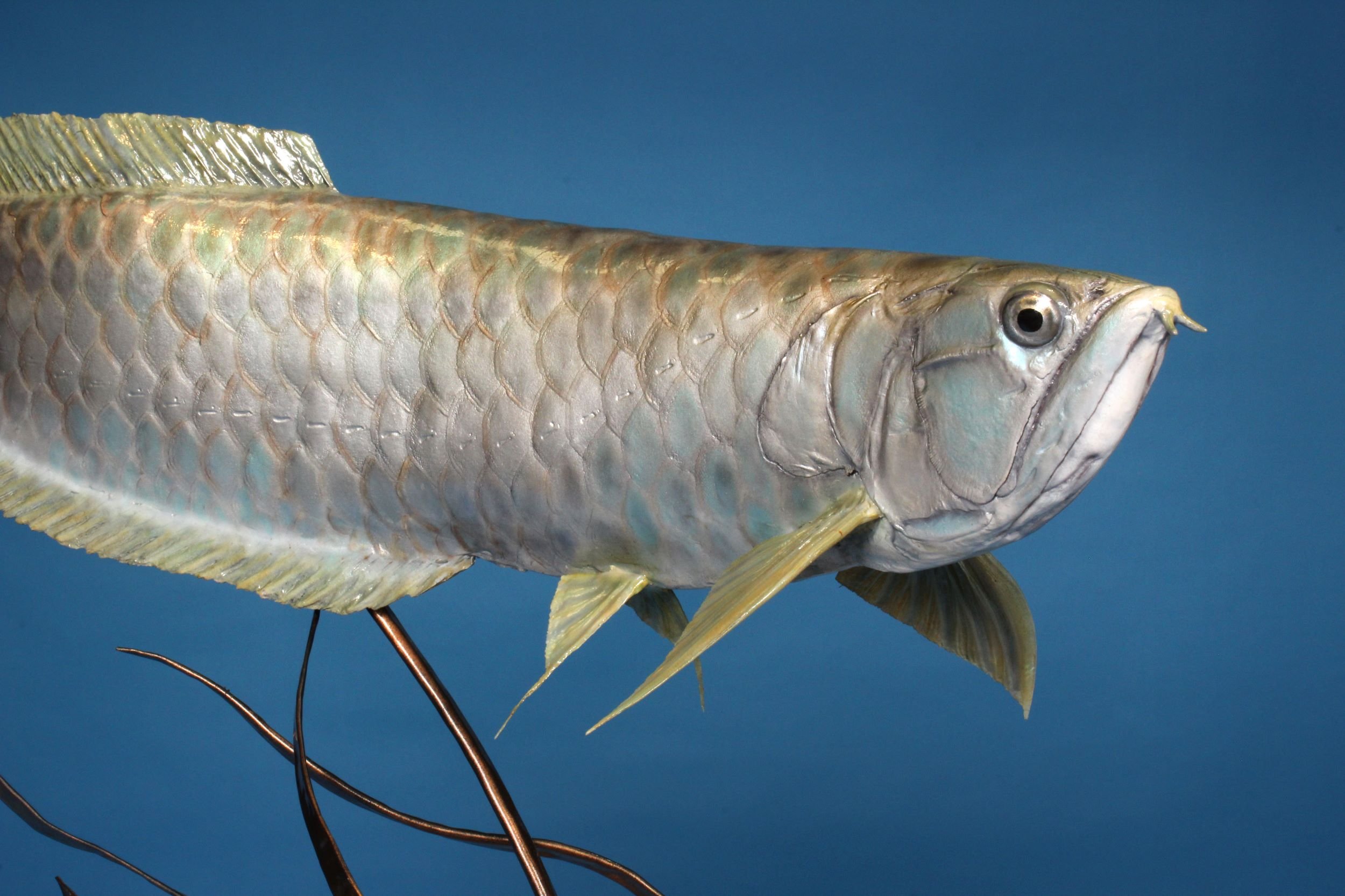 Fish — Showpiece Taxidermy