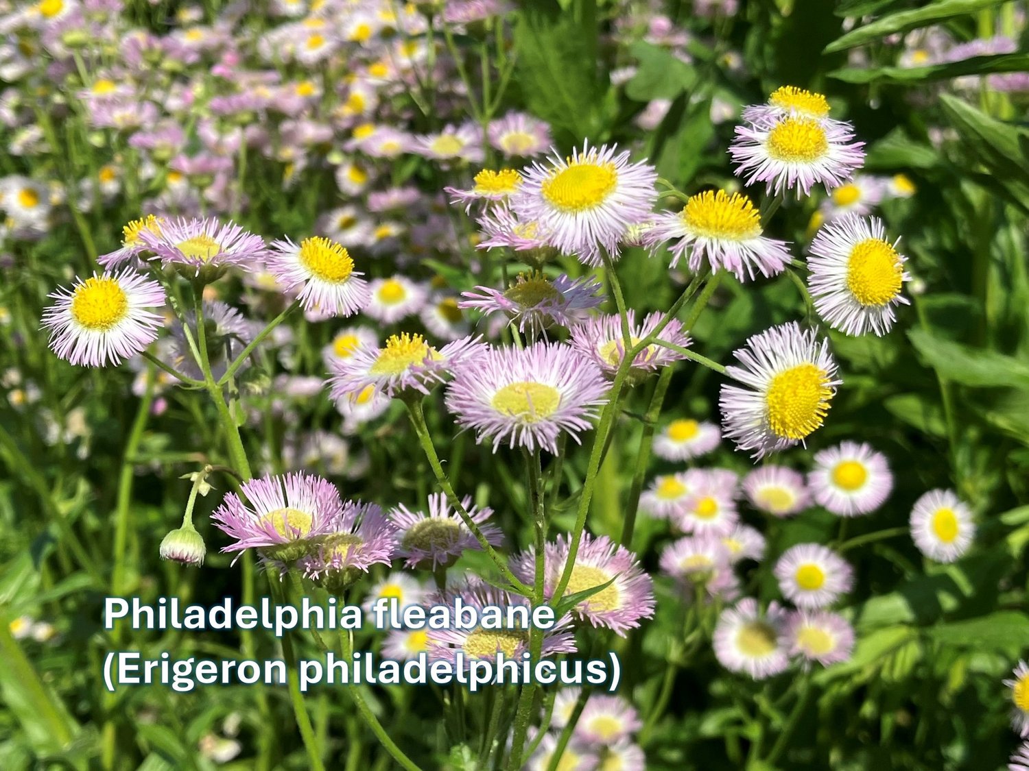 Garden Examples — Philadelphia's Native Plants