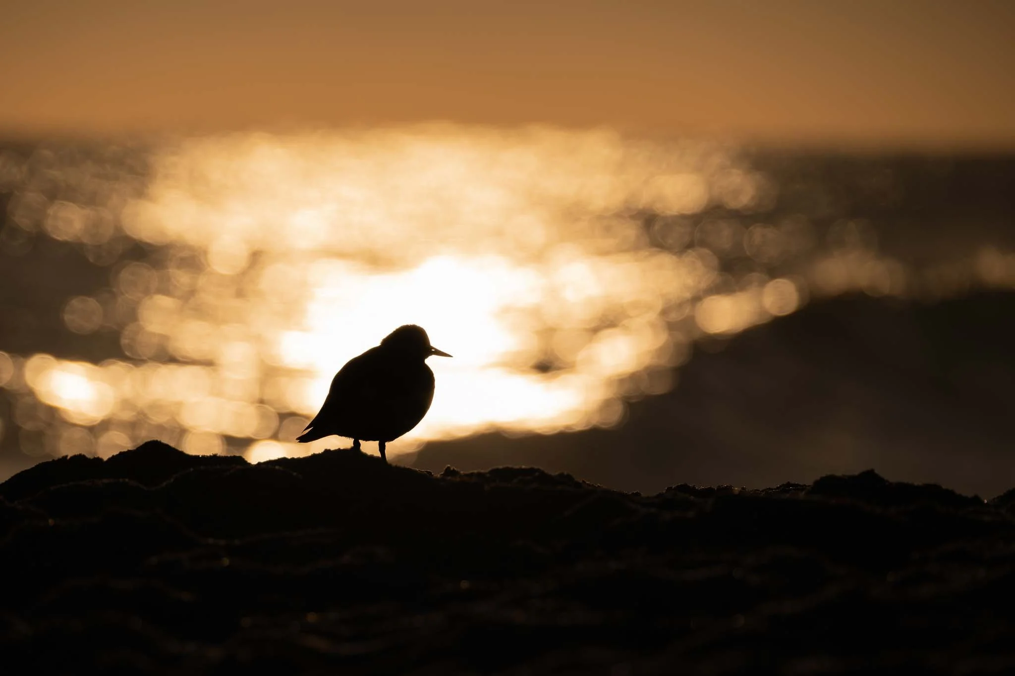 HAPPY NEW YEAR! — FOTOS & FIBERS