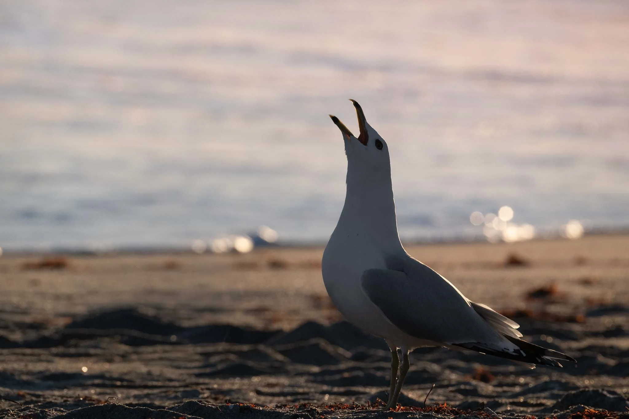 HAPPY NEW YEAR! — FOTOS & FIBERS