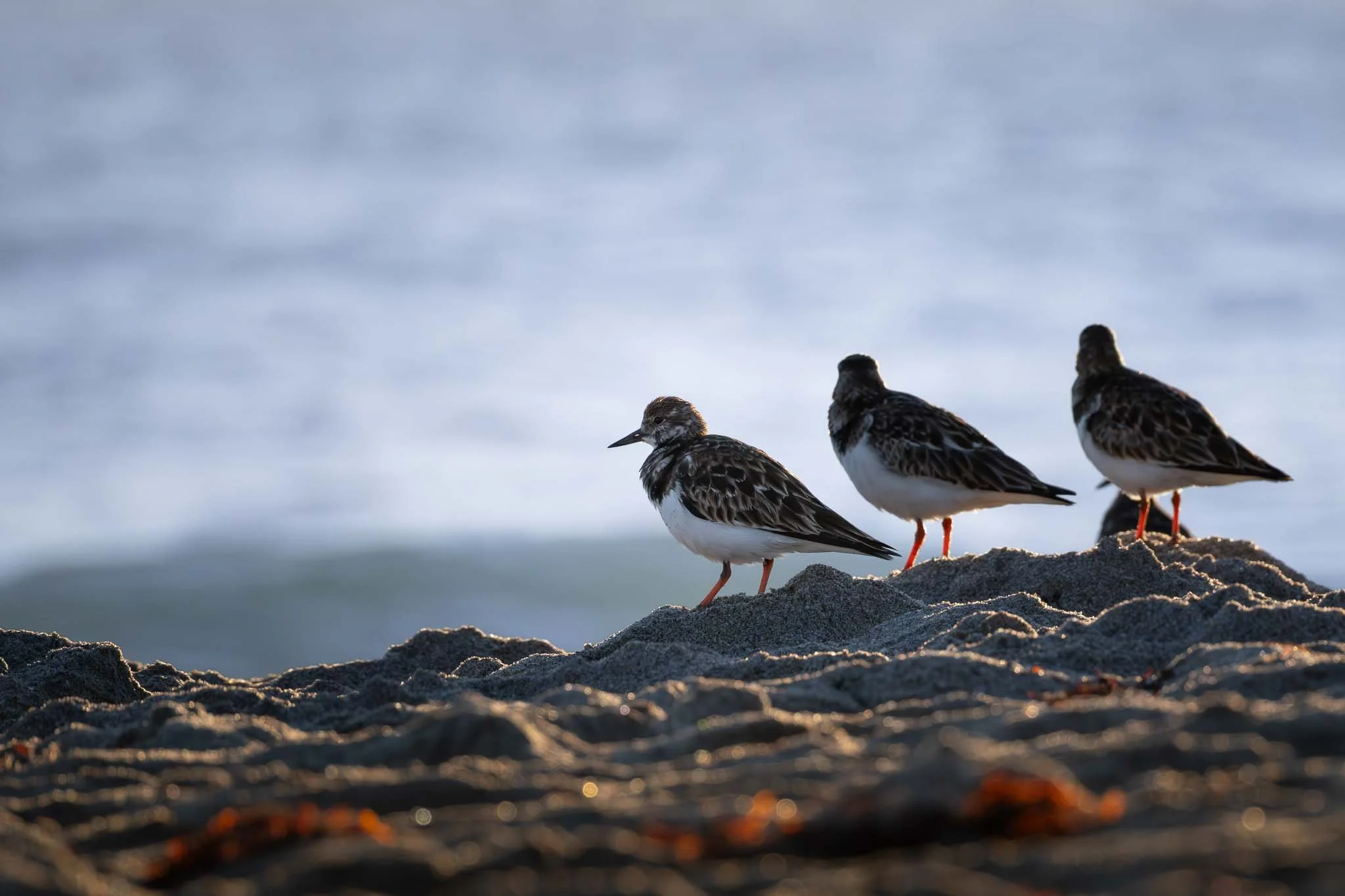 HAPPY NEW YEAR! — FOTOS & FIBERS