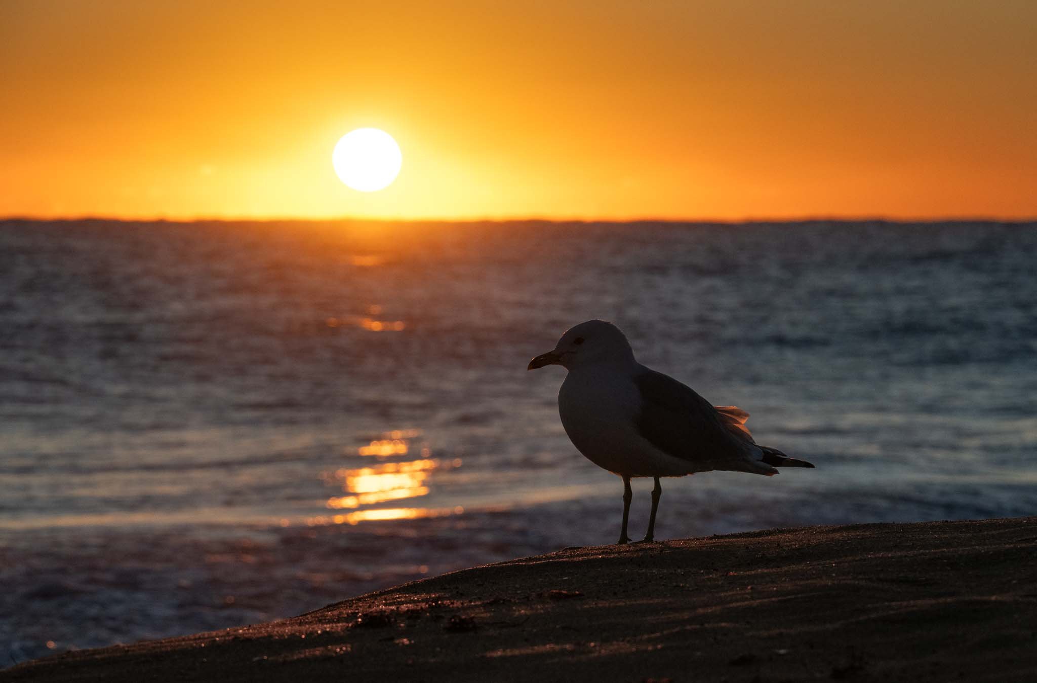 HAPPY NEW YEAR! — FOTOS & FIBERS