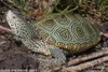 Turtle, Tortoise, or Terrapin? Just What are the Differences ...