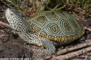 Turtle, Tortoise, or Terrapin? Just What are the Differences ...