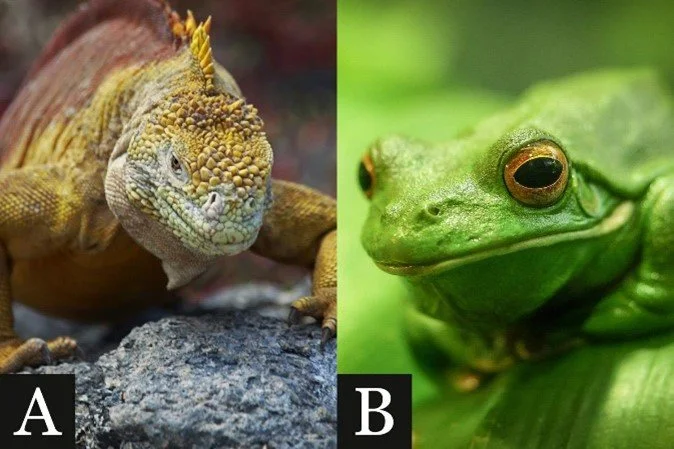 Reptile or Amphibian? Do You Know the Differences? — Wisconsin ...