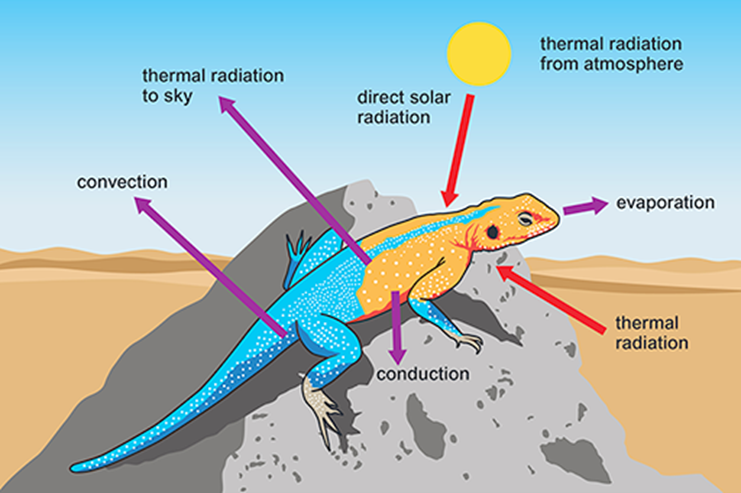 Reptile or Amphibian? Do You Know the Differences? — Wisconsin ...