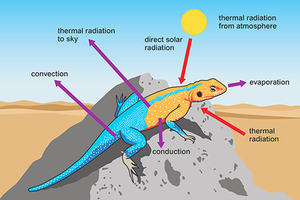 Reptile or Amphibian? Do You Know the Differences? — Wisconsin ...