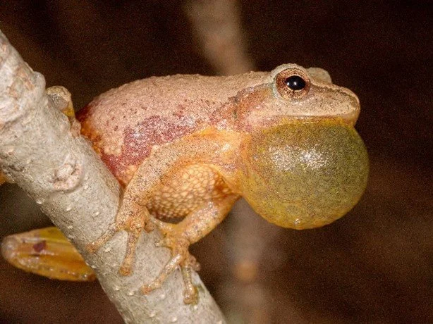 Reptile and Amphibian Audio! How (and Why) Some Can Make Sounds ...