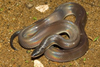 Boa Vs. Python! What Are The “Real” Differences!? — Wisconsin ...