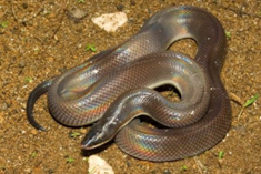Boa Vs. Python! What Are The “Real” Differences!? — Wisconsin ...