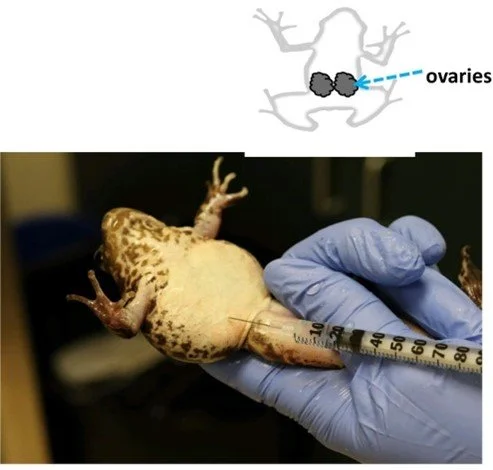Tutorial-How to Give Your Snake (or Other Reptile) an Injection (*By ...