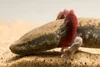 Reptile and Amphibian Audio! How (and Why) Some Can Make Sounds ...