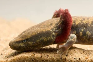 Reptile and Amphibian Audio! How (and Why) Some Can Make Sounds ...