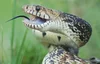 Reptile and Amphibian Audio! How (and Why) Some Can Make Sounds ...
