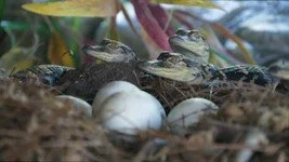 Reptile and Amphibian Audio! How (and Why) Some Can Make Sounds ...