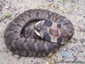 Venomous Snakes of Wisconsin & Common Look-Alikes! — Wisconsin ...