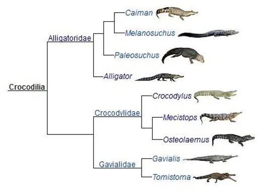 See You Later, Crocodile? The Differences Between Crocodiles and ...