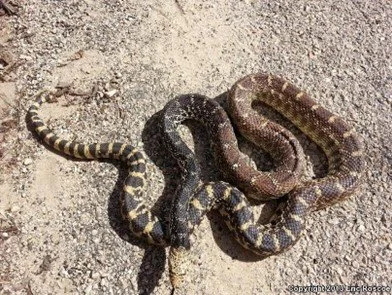 Venomous Snakes of Wisconsin & Common Look-Alikes! — Wisconsin ...
