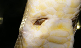 Boa Vs. Python! What Are The “Real” Differences!? — Wisconsin ...