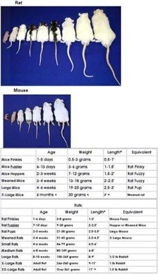 Rodent Rearing! So You Want to Get Started Breeding Your Own Rats and ...