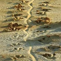 Whose Track is That? What About Scat!? Other Signs of Reptiles and ...