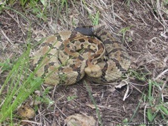 Venomous Snakes of Wisconsin & Common Look-Alikes! — Wisconsin ...