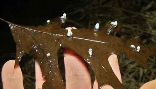 Whose Track is That? What About Scat!? Other Signs of Reptiles and ...