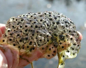 Whose Track is That? What About Scat!? Other Signs of Reptiles and ...