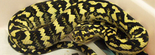Boa Vs. Python! What Are The “Real” Differences!? — Wisconsin ...