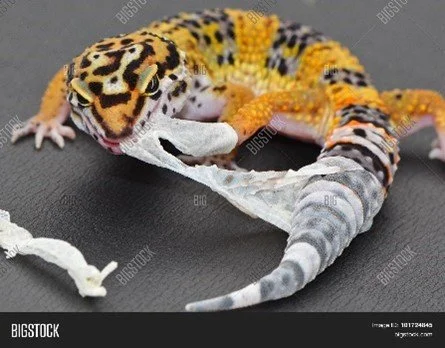 How Do Snakes and Other Reptiles Shed Their Skin!? — Wisconsin ...