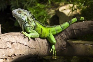 Help! My Green Iguana Became “Aggressive”! What Do I Do, and How Long ...