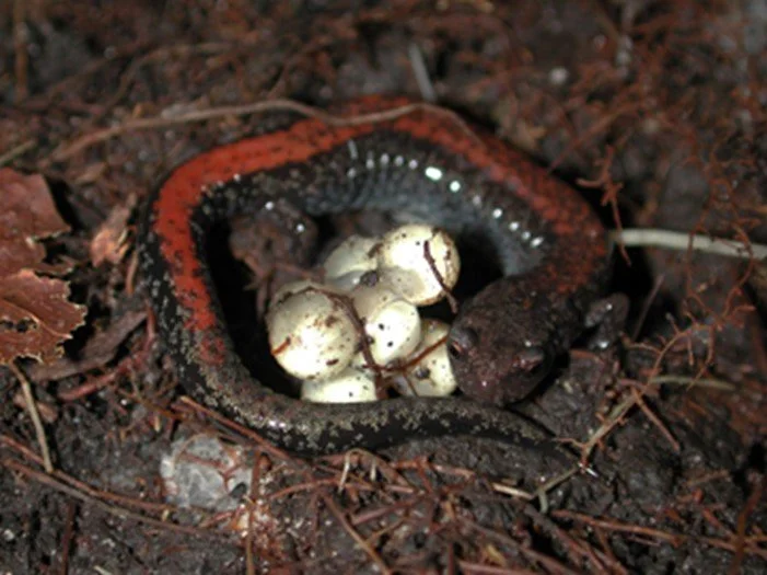 Whose Track is That? What About Scat!? Other Signs of Reptiles and ...