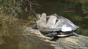 How Do Snakes and Other Reptiles Shed Their Skin!? — Wisconsin ...