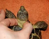 Does Your Turtle or Tortoise Need a Beak Trim? — Wisconsin Herpetological Association
