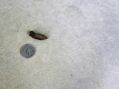 Whose Track is That? What About Scat!? Other Signs of Reptiles and ...