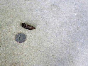 Whose Track is That? What About Scat!? Other Signs of Reptiles and ...