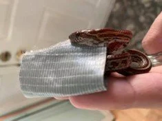 Tutorial: How to Remove a Snake from Glue Traps — Wisconsin ...