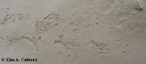 Whose Track is That? What About Scat!? Other Signs of Reptiles and ...