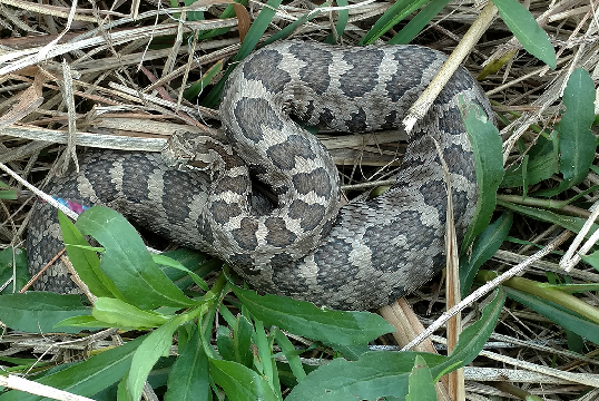 Venomous Snakes of Wisconsin & Common Look-Alikes! — Wisconsin ...