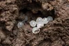 Whose Track is That? What About Scat!? Other Signs of Reptiles and ...