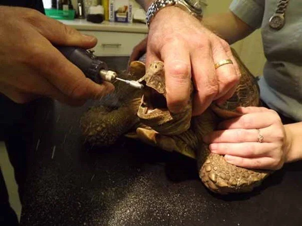 Does Your Turtle or Tortoise Need a Beak Trim? — Wisconsin ...