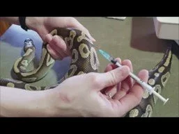 Tutorial-How to Give Your Snake (or Other Reptile) an Injection (*By ...