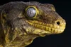 Reptile and Amphibian Audio! How (and Why) Some Can Make Sounds ...