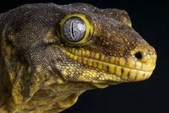 Reptile and Amphibian Audio! How (and Why) Some Can Make Sounds ...
