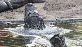 Reptile and Amphibian Audio! How (and Why) Some Can Make Sounds ...