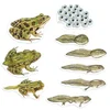Reptile or Amphibian? Do You Know the Differences? — Wisconsin ...