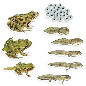 Reptile or Amphibian? Do You Know the Differences? — Wisconsin ...