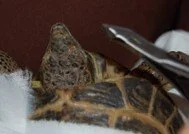 Does Your Turtle or Tortoise Need a Beak Trim? — Wisconsin Herpetological Association