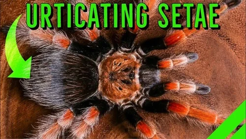 “New-World” vs. “Old-World” Tarantulas: Just What Are the Differences ...